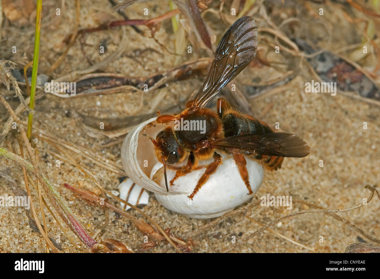 Snail shell nesting hi-res stock photography and images - Alamy