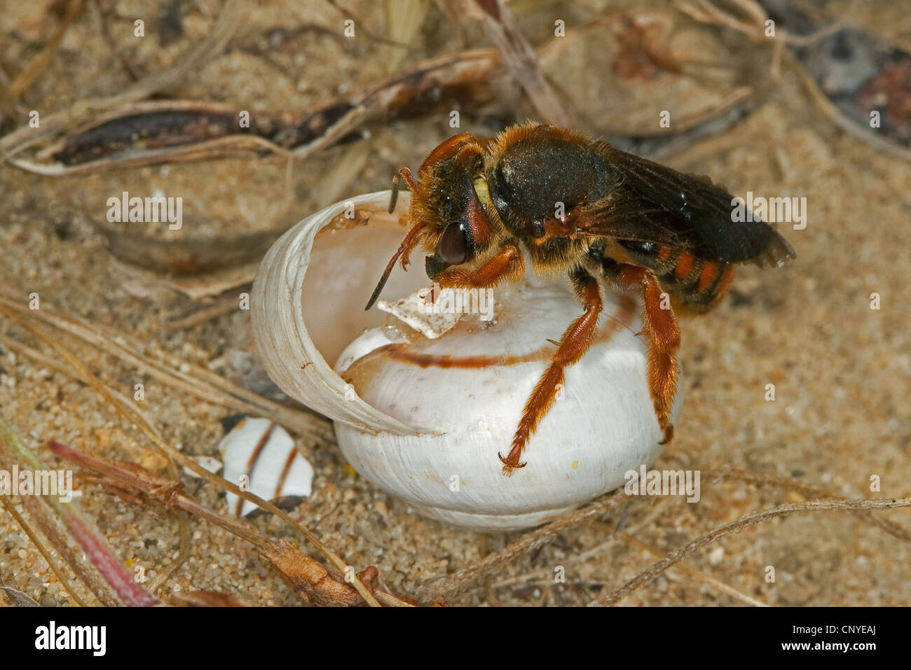 Small anthid bee, Wool carder (Rhodanthidium siculum, Anthidium siculum ...