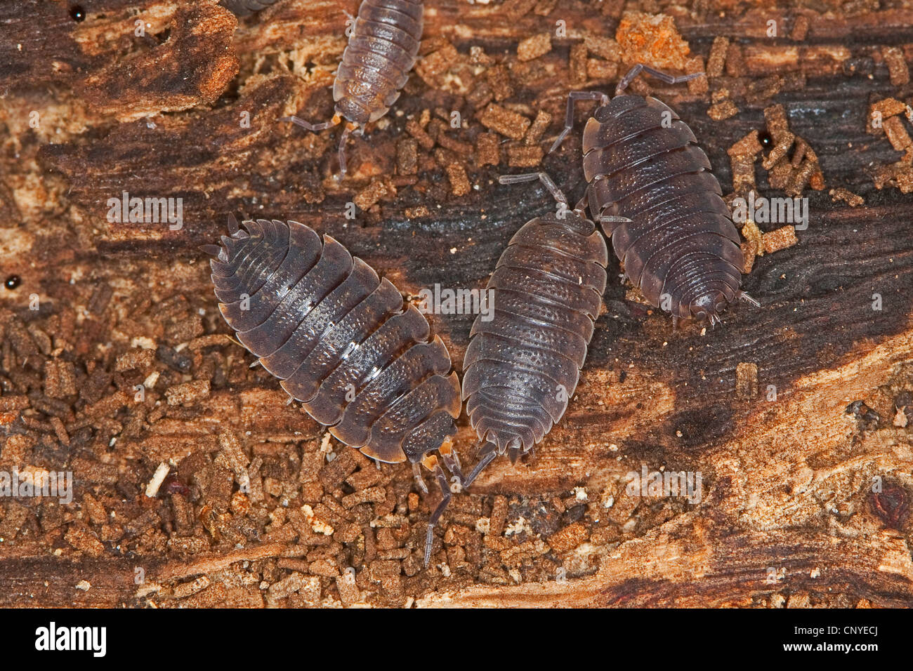 cellar woodlouse, rosy woodlouse, common rough woodlouse, garden ...