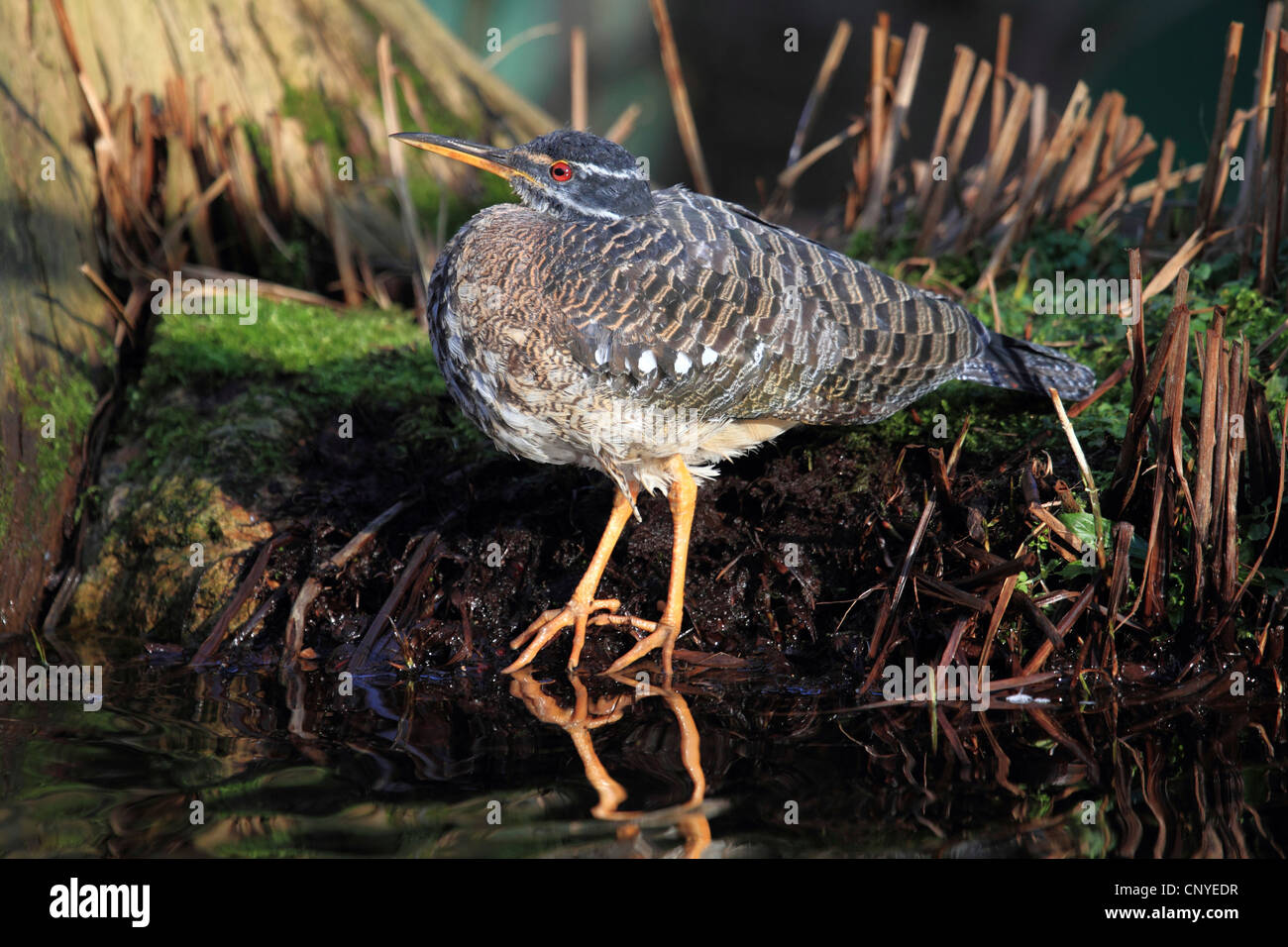 sun-bittern, sunbittern (Eurypyga helias), standing at the shore of a ...