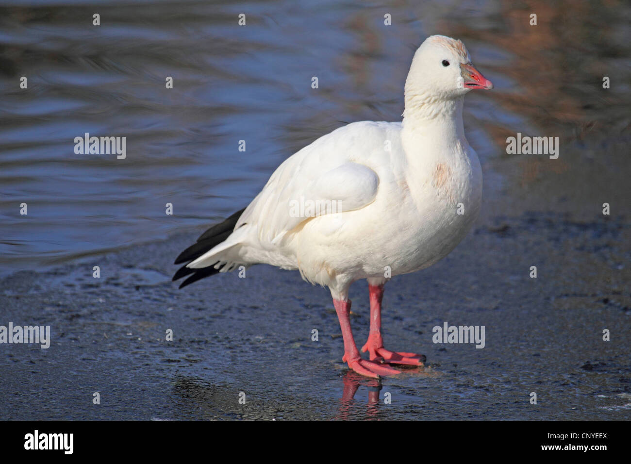 Ross's goose (Anser rossii, Chen rossii), standing at a muddy sea shore ...