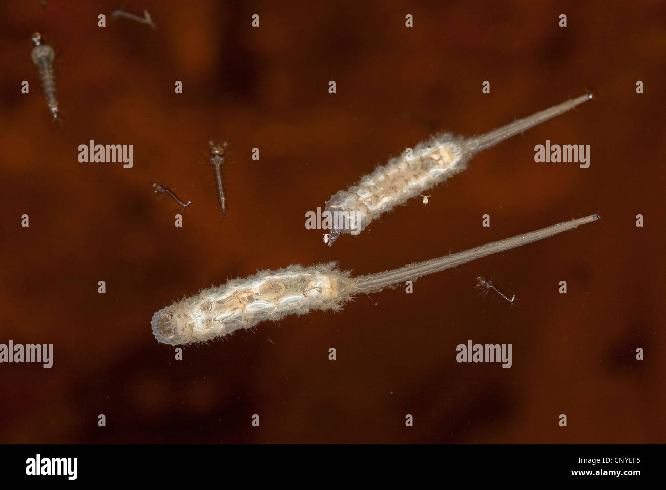 drone fly, rattailed maggot (Eristalis spec.), two rat-tailed maggots ...