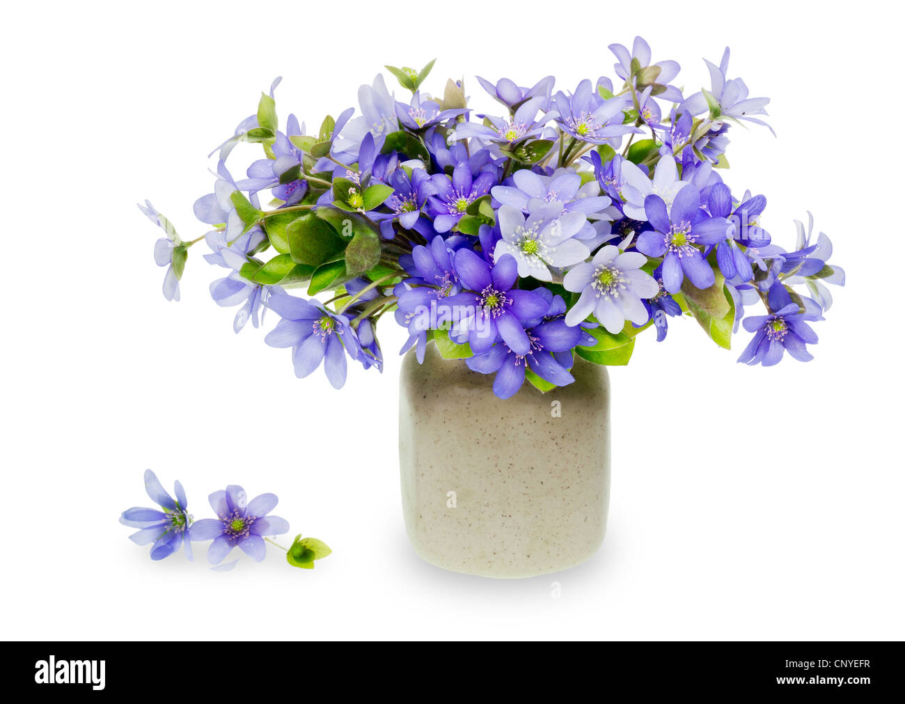 A bouquet of first blue wild spring flowers gathered in the forest ...