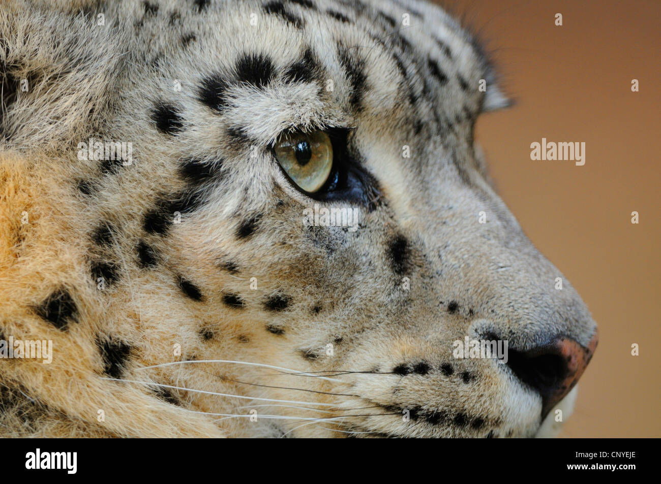 1 uncia hi-res stock photography and images - Alamy