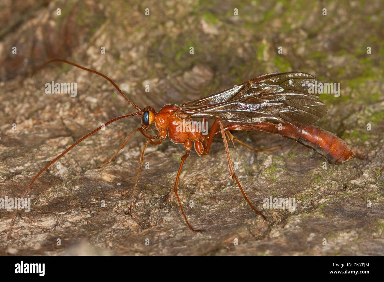 wasp ophion (Ophion spec.), on bark Stock Photo - Alamy
