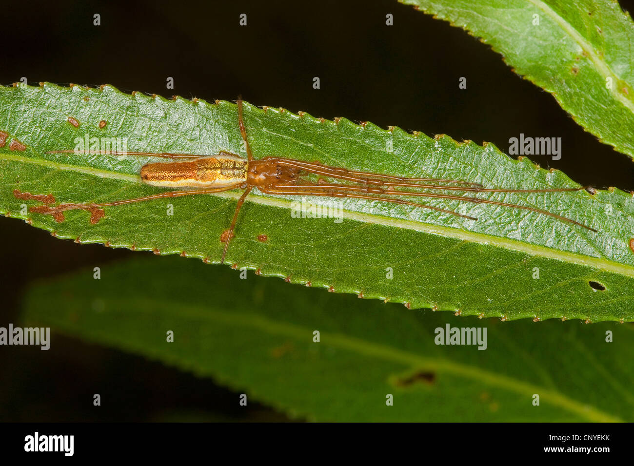 long-jawed spider, long-jawed orb weaver (Tetragnatha extensa), sitting ...
