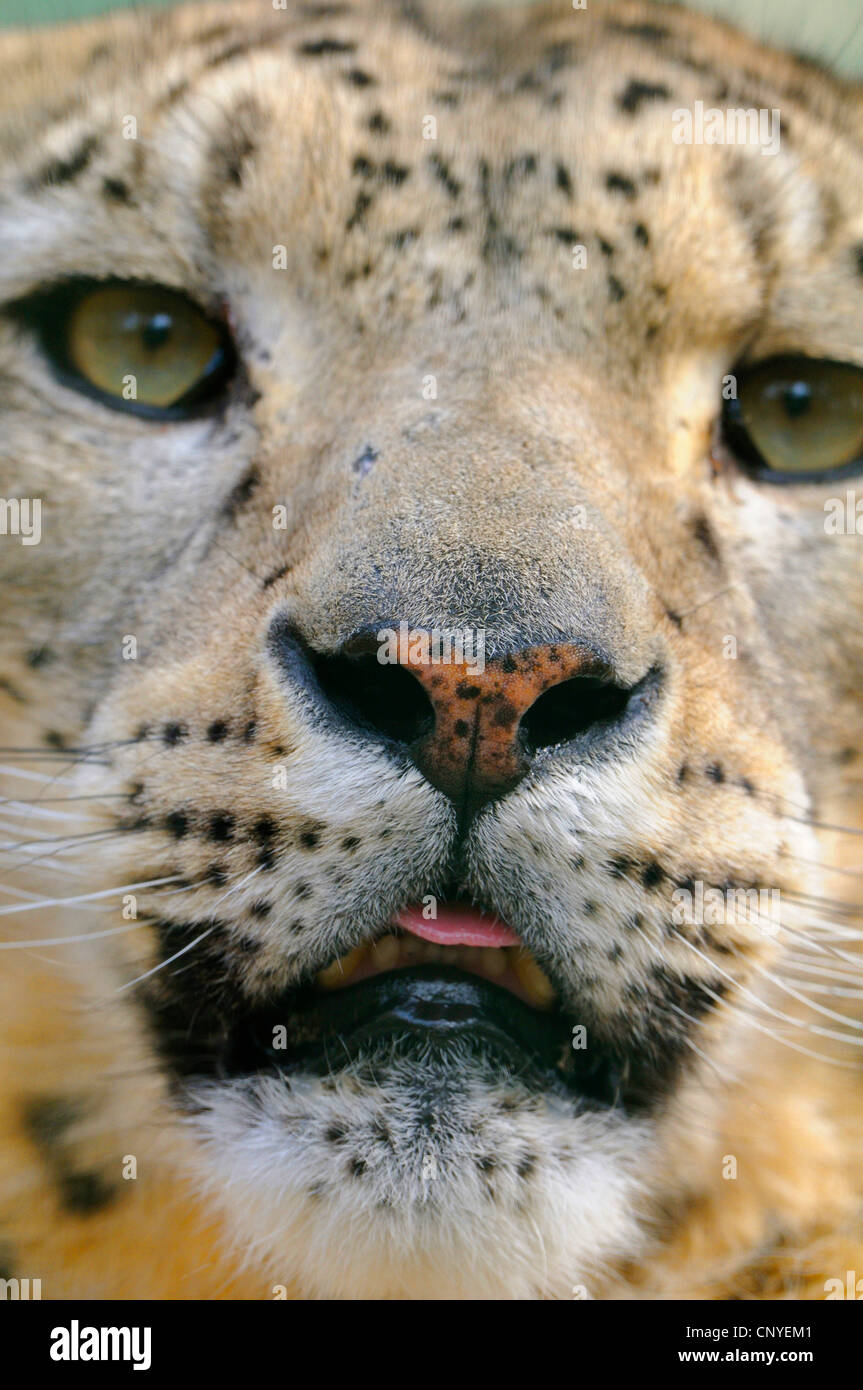 Snow leopard nose hi-res stock photography and images - Alamy