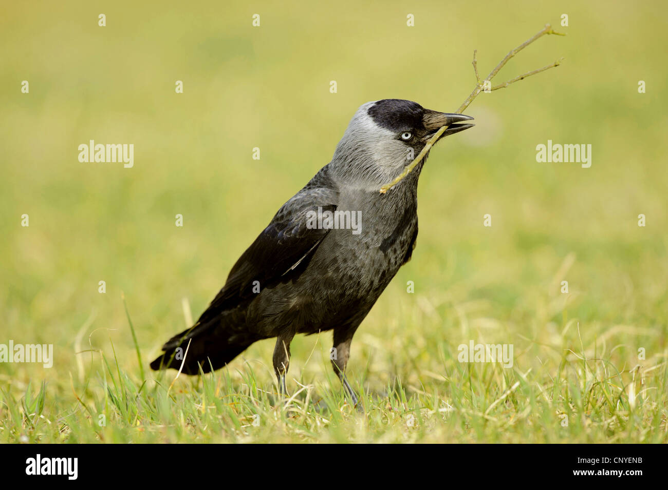 Jackdaw nest hi-res stock photography and images - Alamy