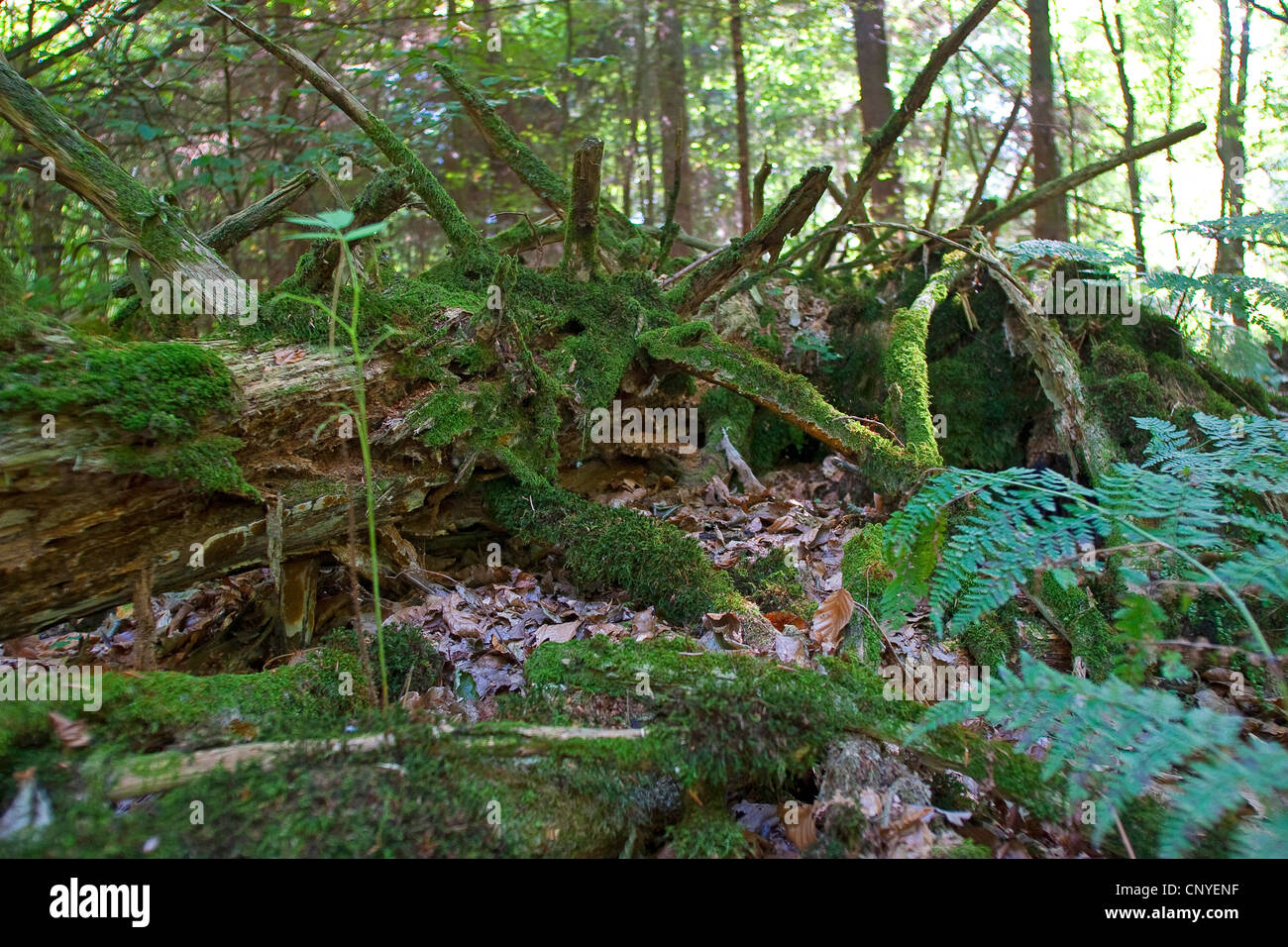 Ground layer of the deciduous forest hi-res stock photography and ...