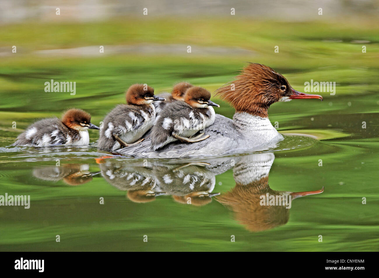 View of goosander with chicks hi-res stock photography and images - Alamy