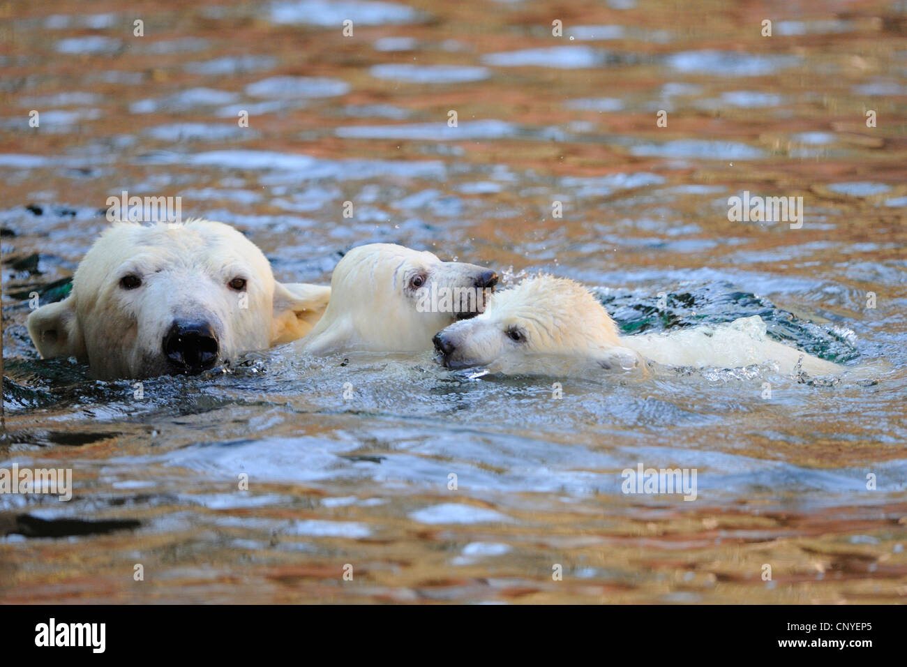 Polar bear mother and baby cub hi-res stock photography and images - Alamy