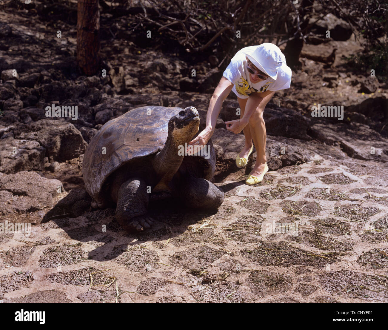 Galapagos giant tortoise (Testudo elephantopus abingdoni, Geochelone ...