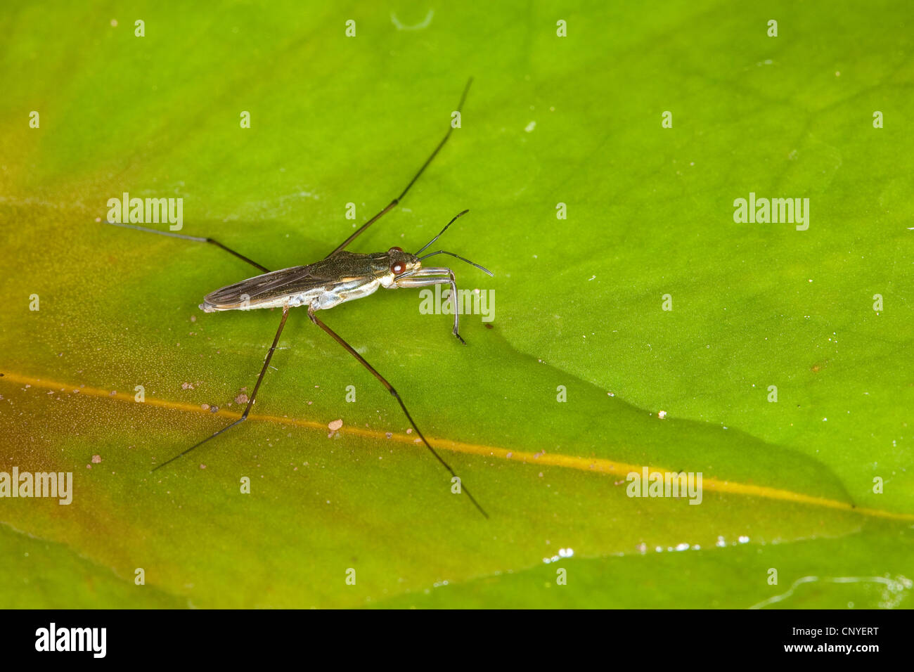 Pond skipper hi-res stock photography and images - Alamy