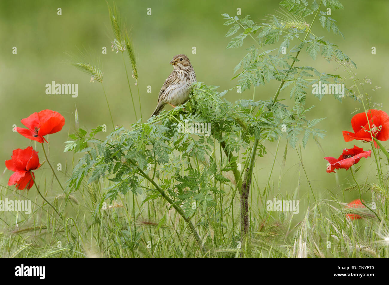 corn bunting (Emberiza calandra, Miliaria calandra), sitting on a plant ...