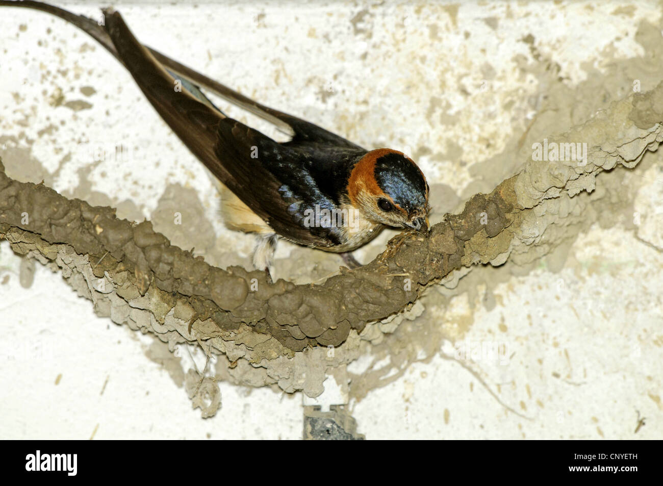 red-rumped swallow (Hirundo daurica), building its nest, Bulgaria Stock ...
