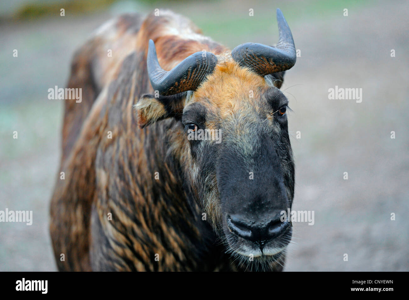 takin (Budorcas taxicolor taxicolor), portrait Stock Photo - Alamy
