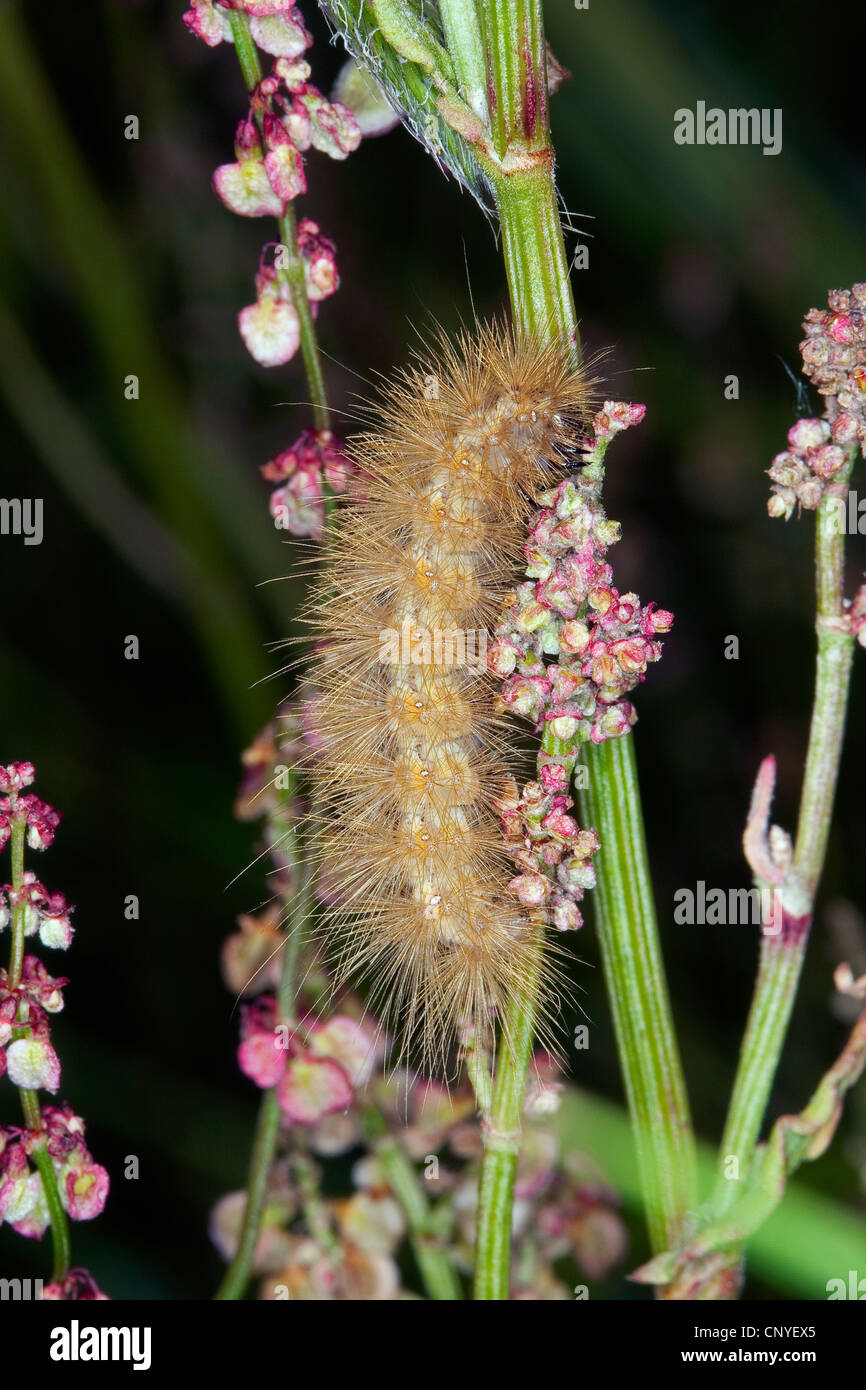 ruby tiger (Phragmatobia fuliginosa), caterpillar Stock Photo - Alamy