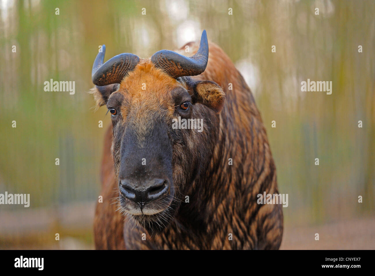 takin (Budorcas taxicolor taxicolor), portrait Stock Photo - Alamy