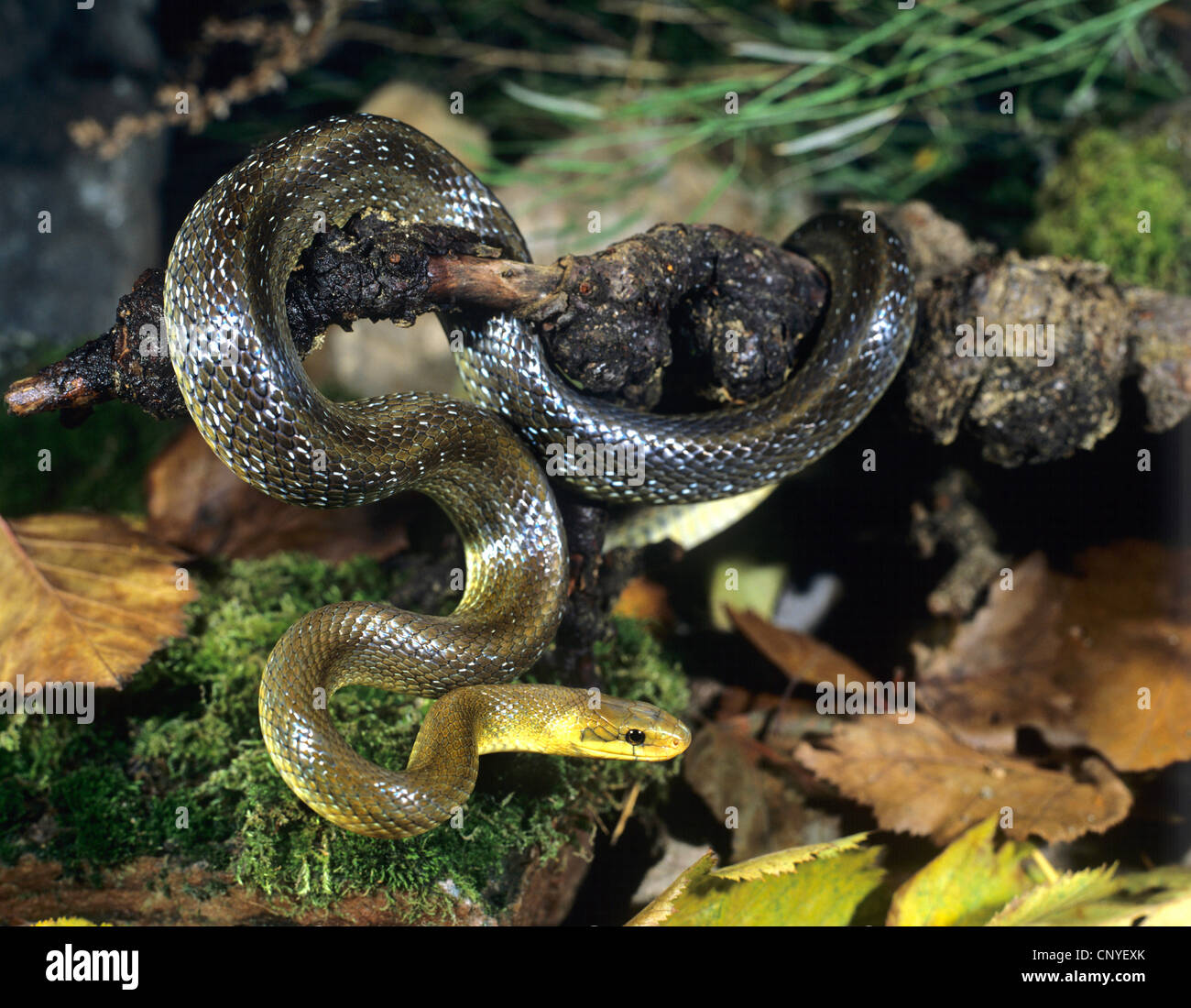 Aesculapian snake (Zamenis longissimus, Elaphe longissima), winding ...