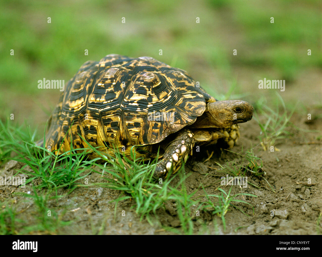 leopard tortoise (Geochelone pardalis), in grass Stock Photo - Alamy