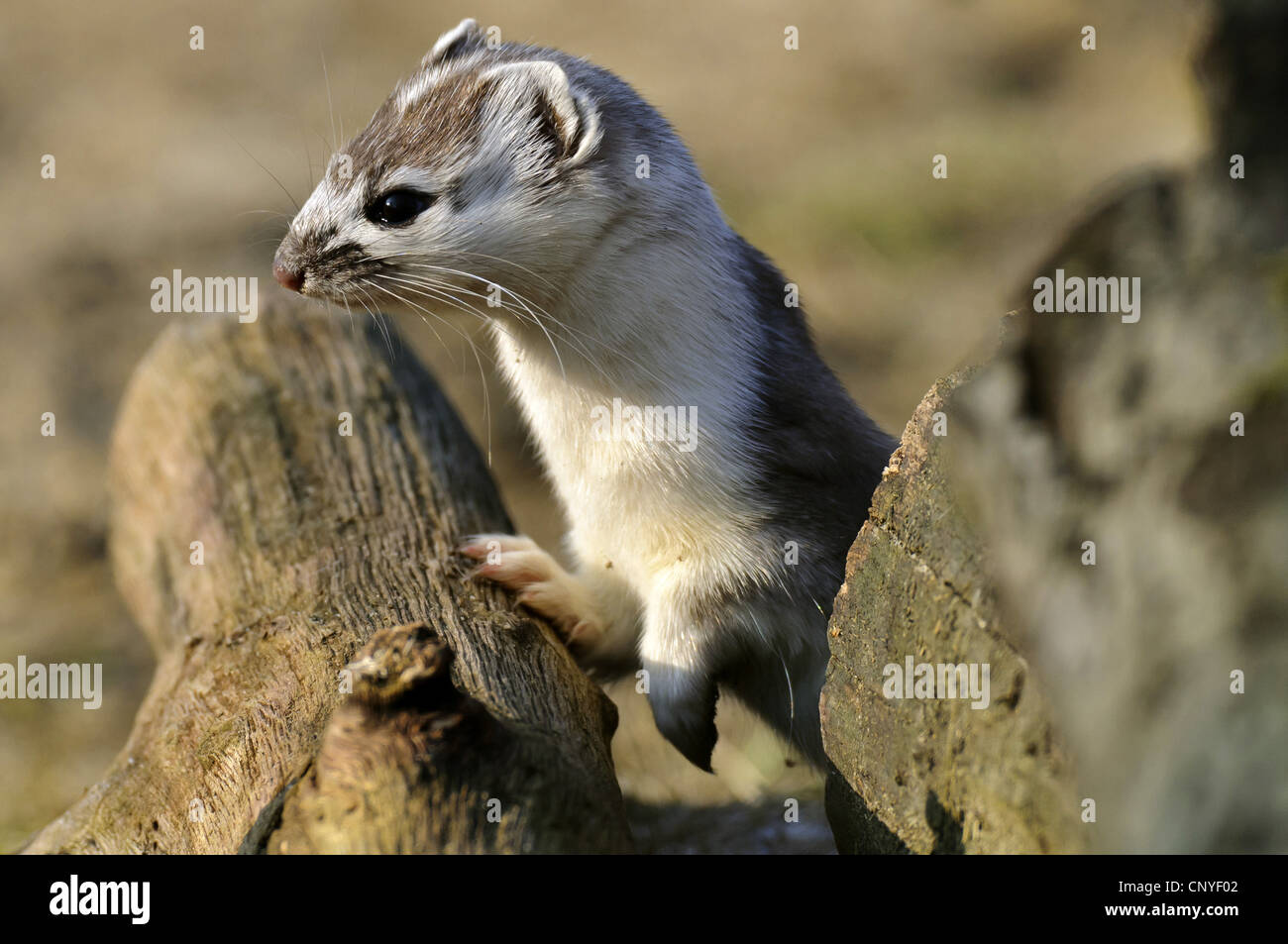 ermine, stoat (Mustela erminea), in winter fur, looking out of woodpile ...