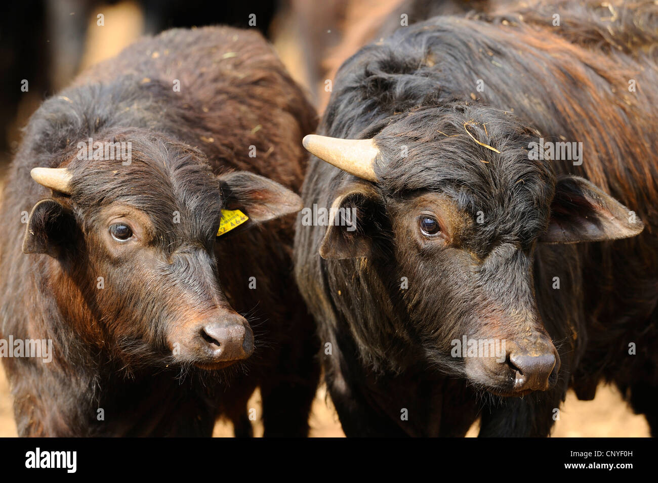 Side of water buffalo hi-res stock photography and images - Alamy