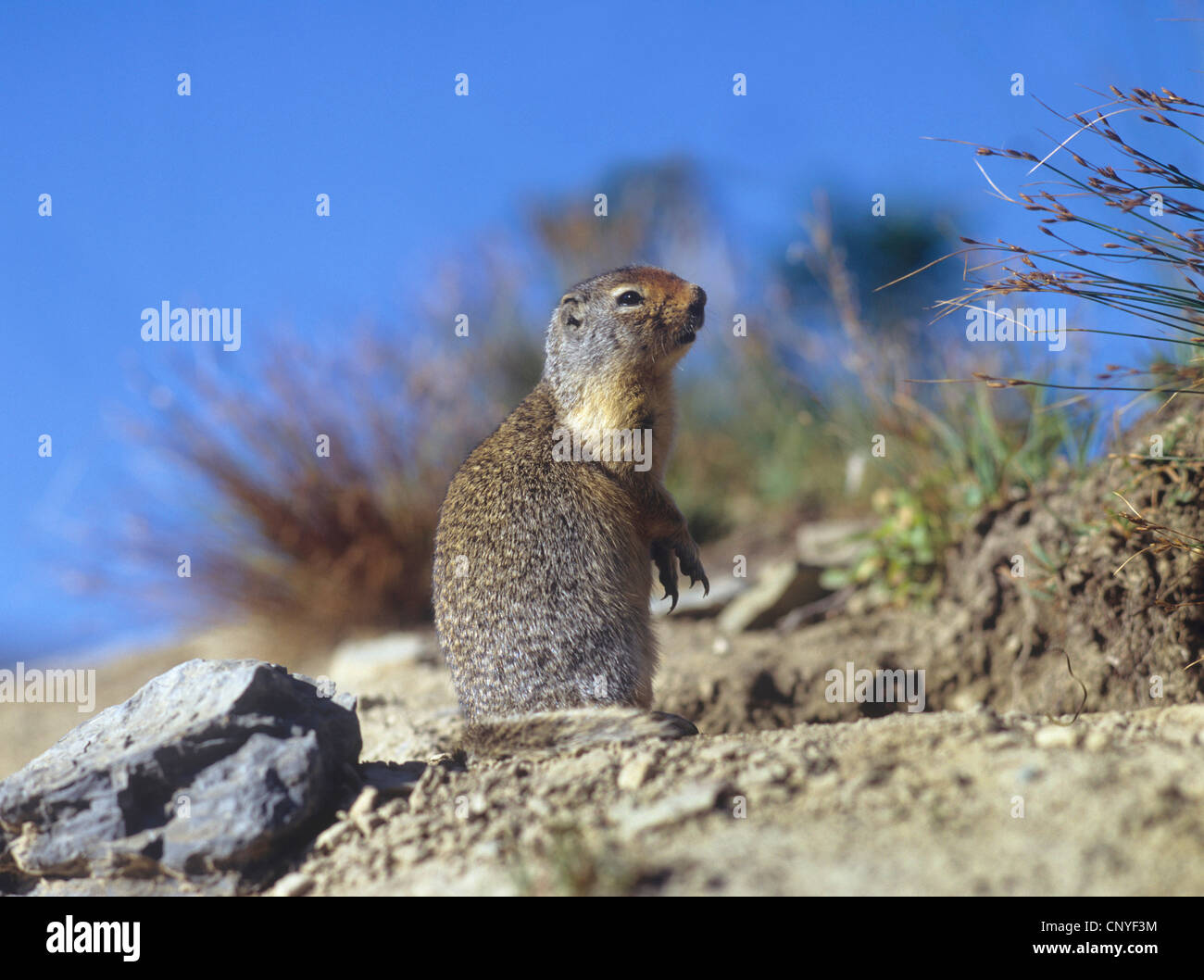 Columbian ground squirrel (Spermophilus columbianus), standing erected ...