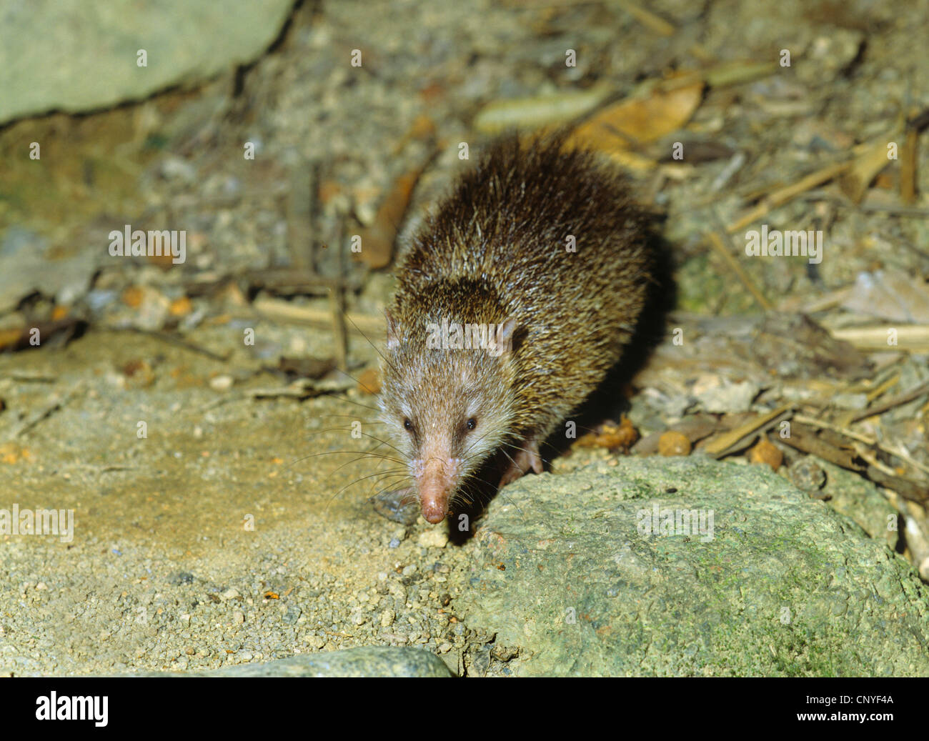 Tenrec ecaudatus hi-res stock photography and images - Alamy