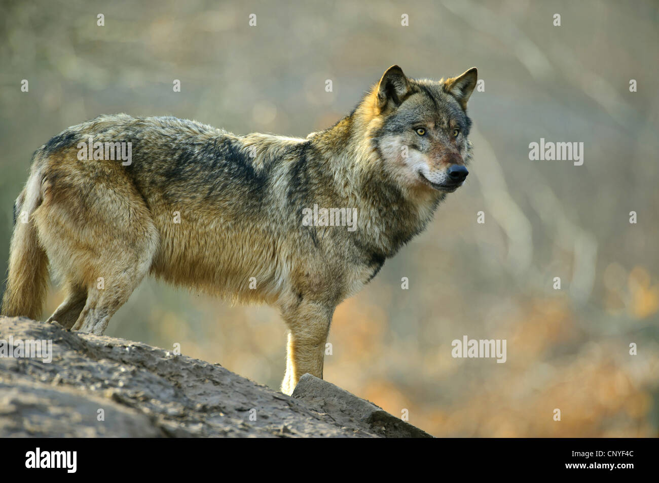 European gray wolf (Canis lupus lupus), looking down from a slope in ...
