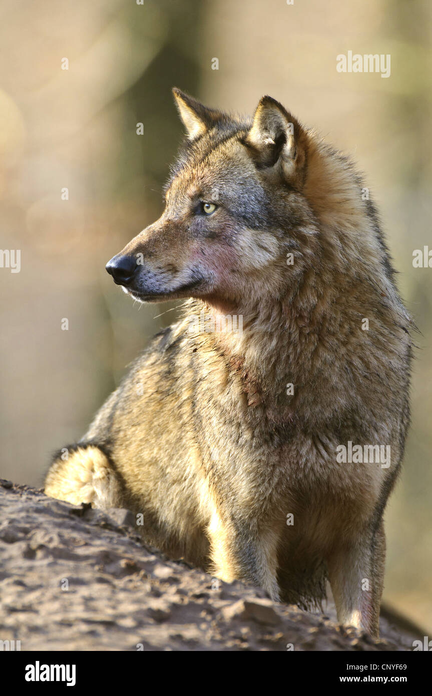 European gray wolf (Canis lupus lupus), sitting at a slope in the ...