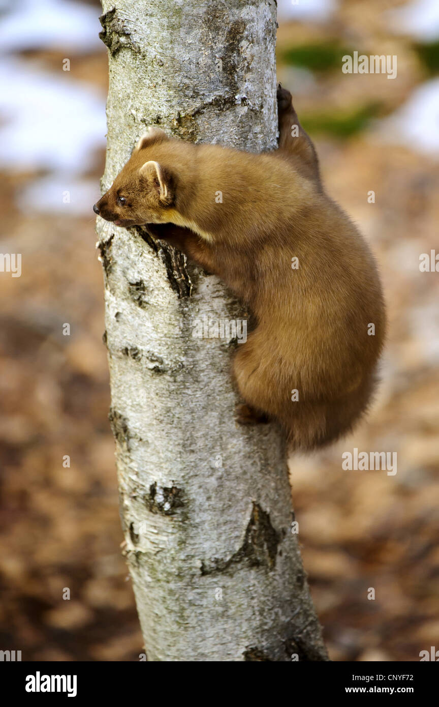 European pine marten (Martes martes), climbing at a tree trunk, Germany ...