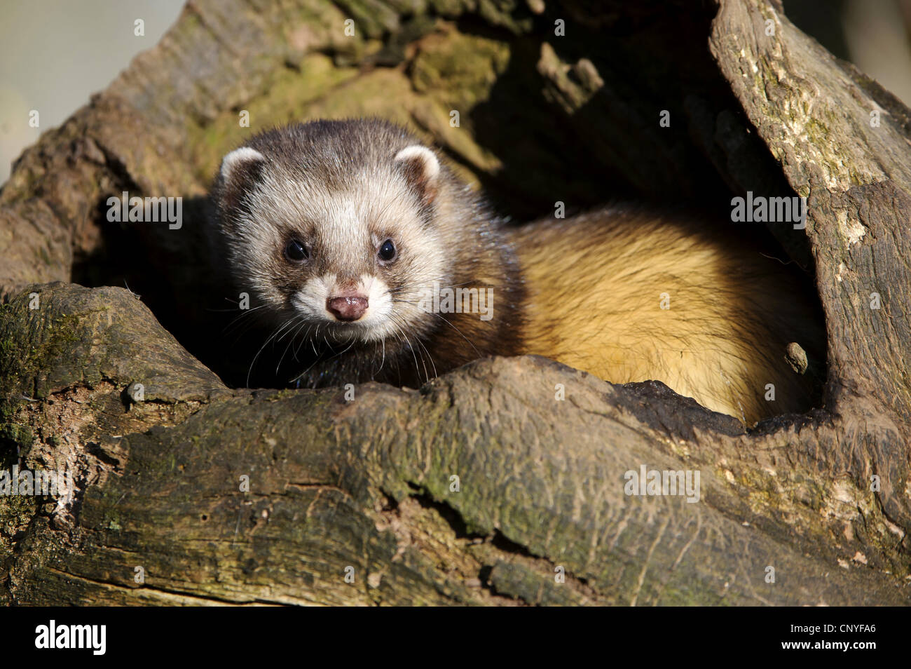 European polecat (Mustela putorius), juvenile looking out of a tree ...