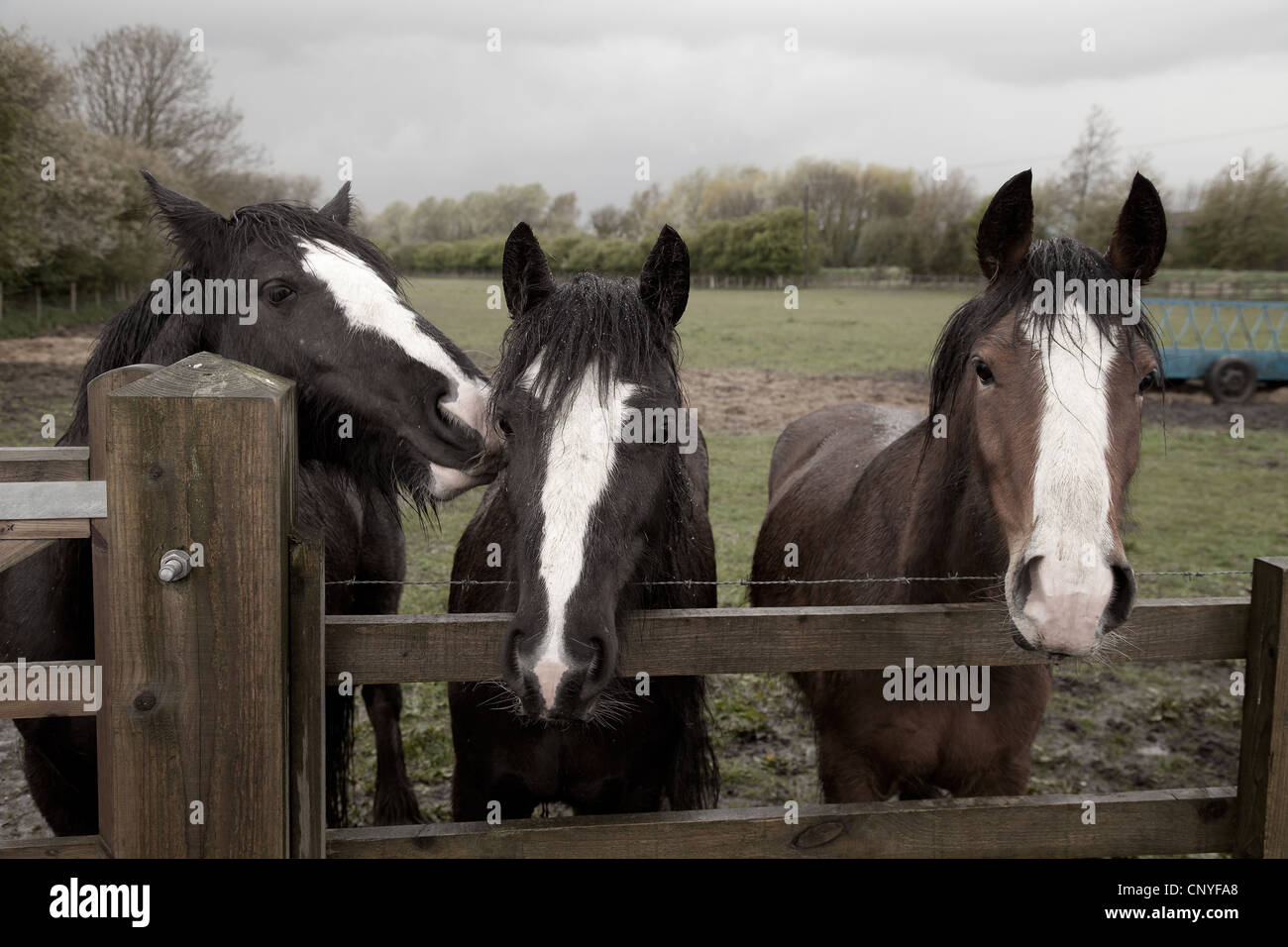 Horses looking over a fence hi-res stock photography and images - Alamy