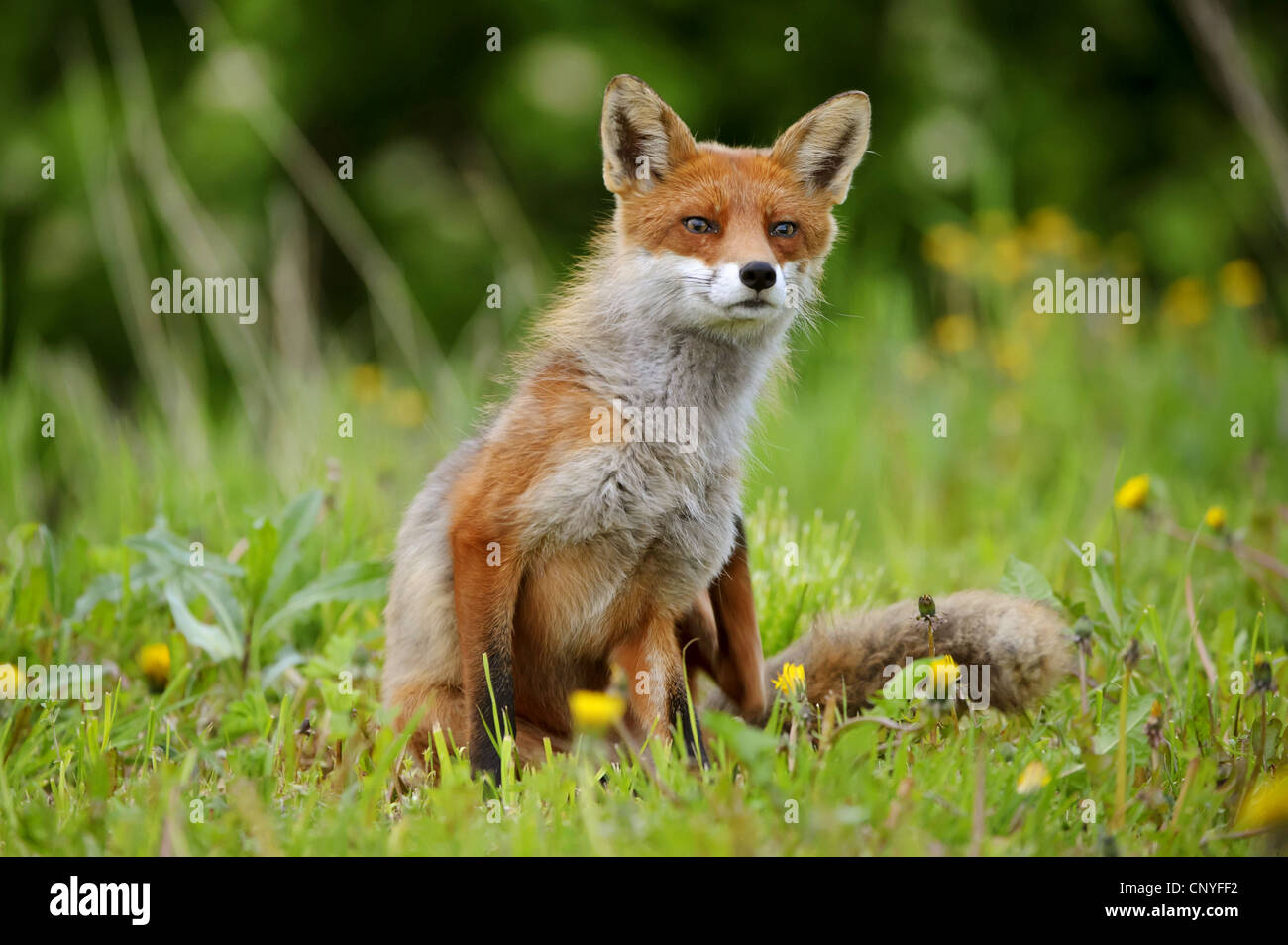 red fox (Vulpes vulpes), sitting in a dandelion meadow, Norway Stock Photo - Alamy