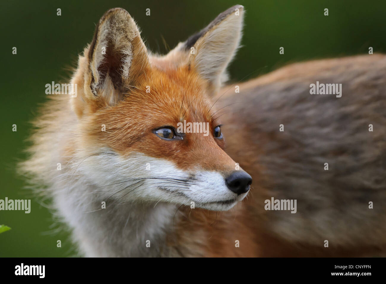 red fox (Vulpes vulpes), portrait, Norway Stock Photo - Alamy