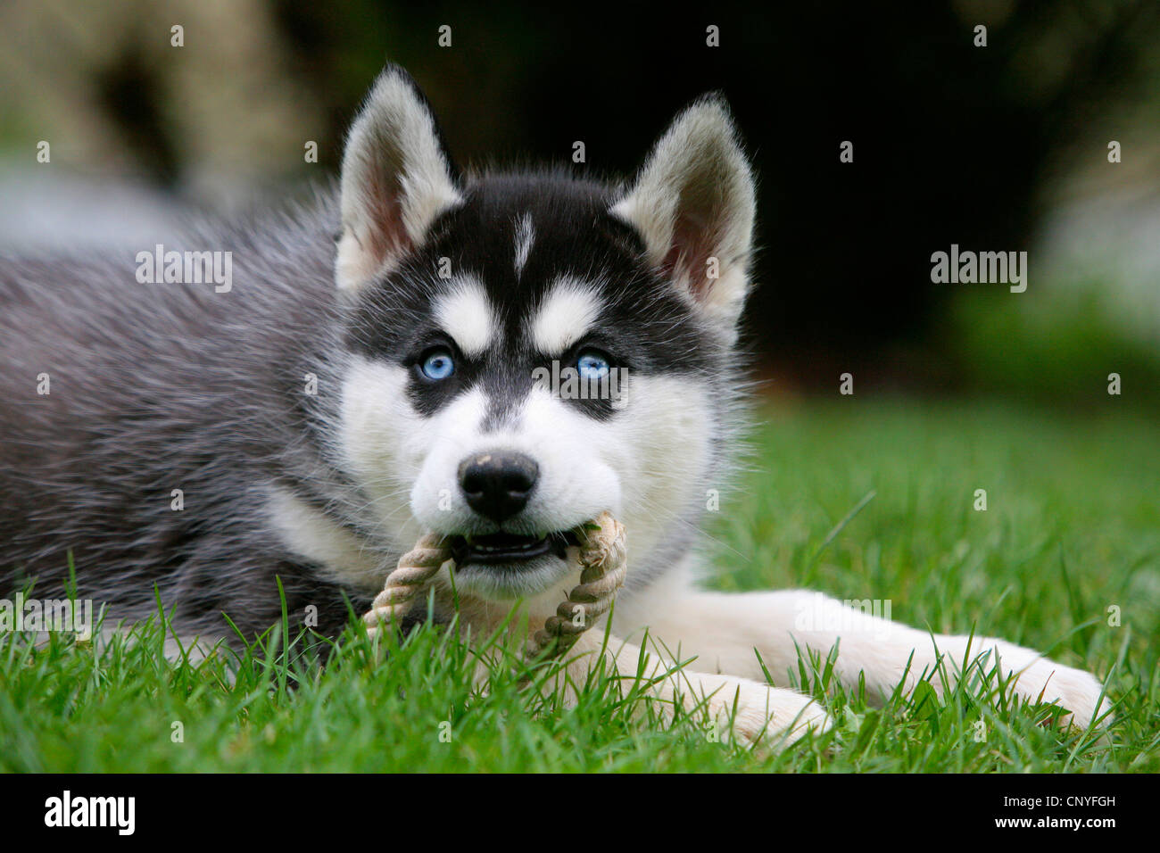 Siberian Husky (Canis lupus f. familiaris), lying with rope in the ...