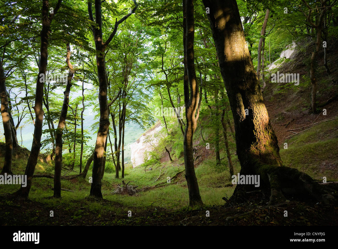deciduous forest at the chalk cliff coast, Germany, Mecklenburg-Western ...