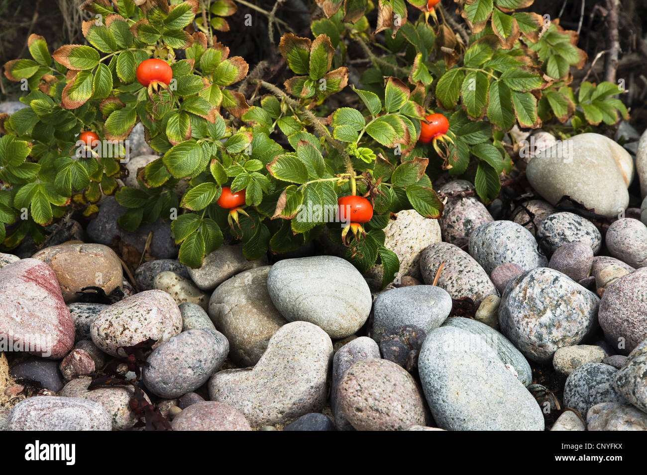 Rose Stones High Resolution Stock Photography and Images - Alamy