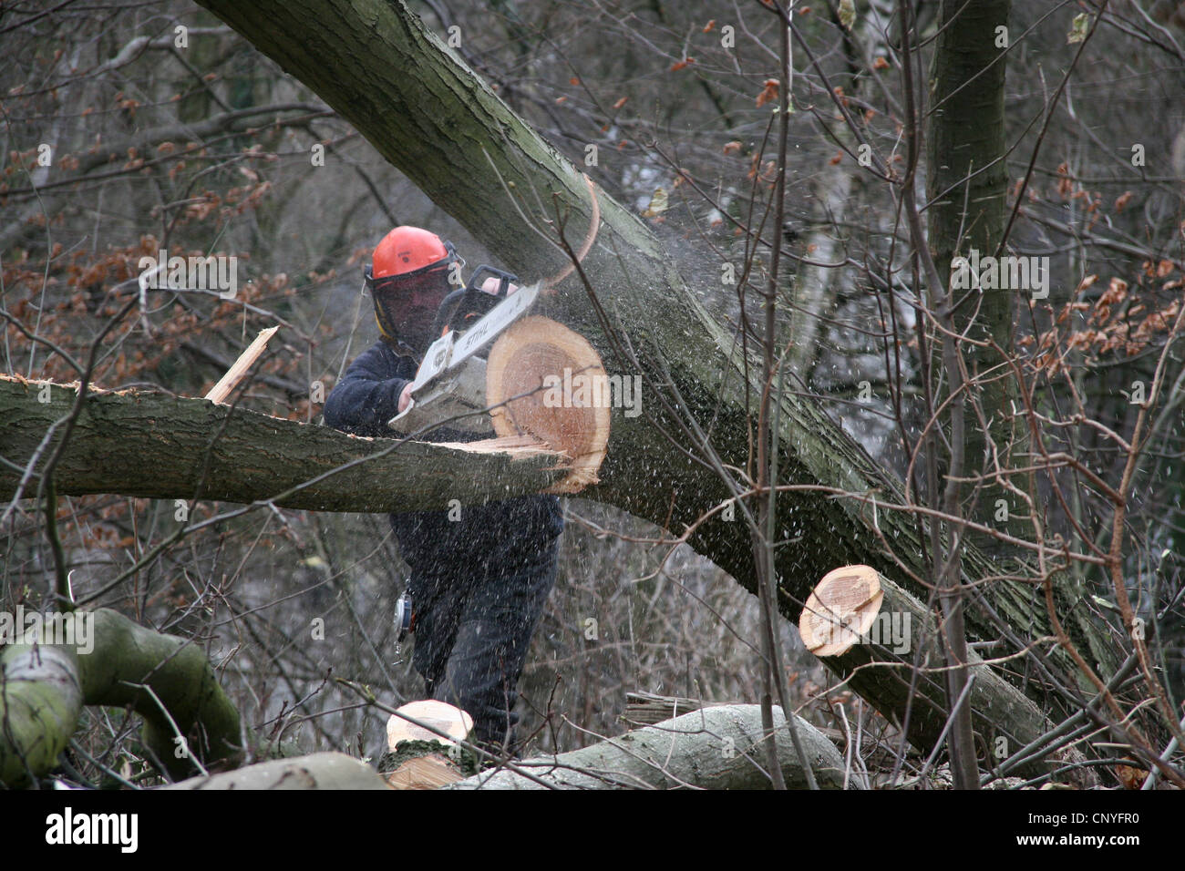 northern red oak (Quercus rubra), timber worker felling an oak, Germany ...