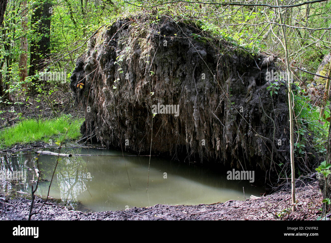 Unrooted tree hi-res stock photography and images - Alamy
