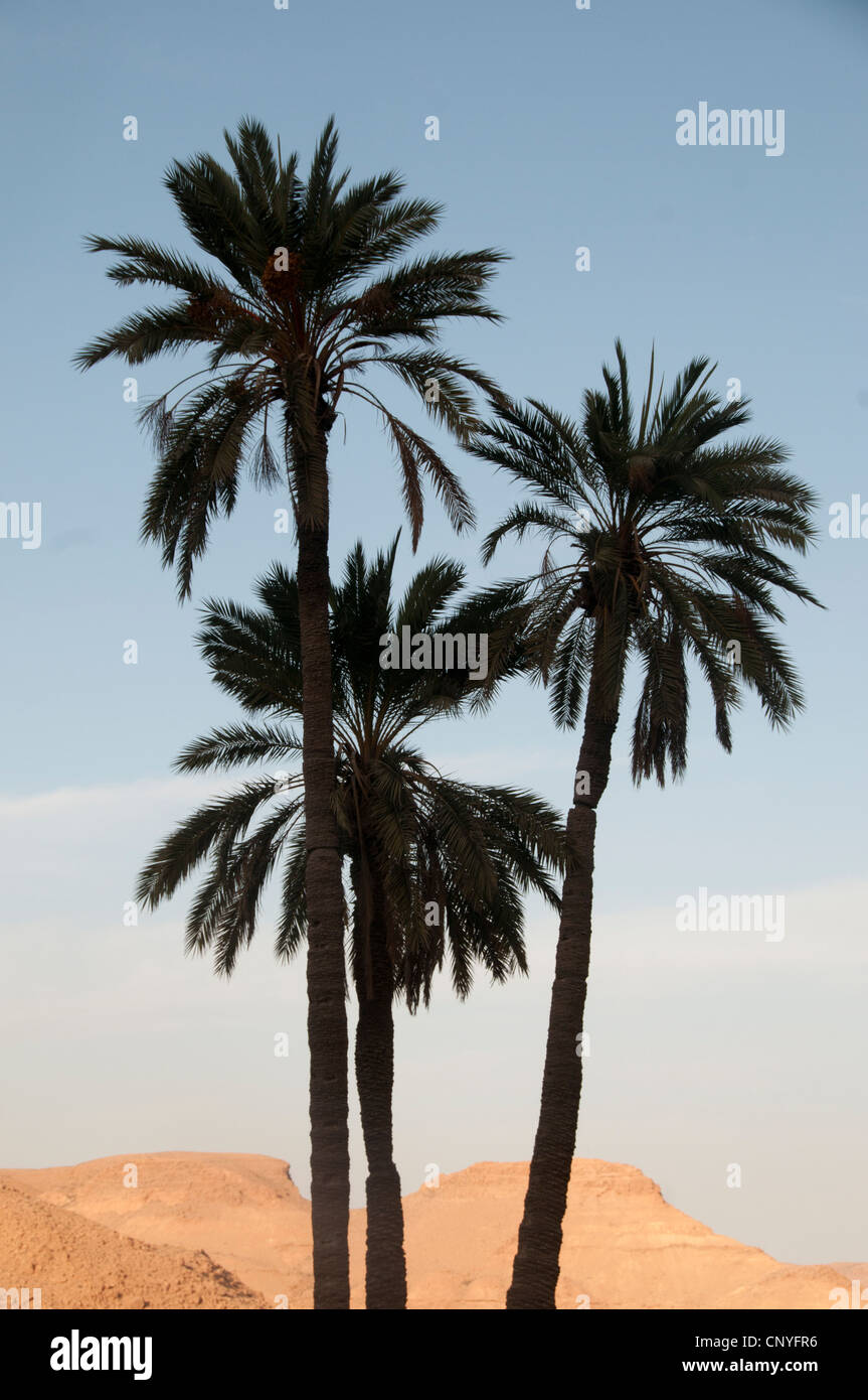 Libya September 2011. Nalut. Three palm trees in front of sandy colored ...