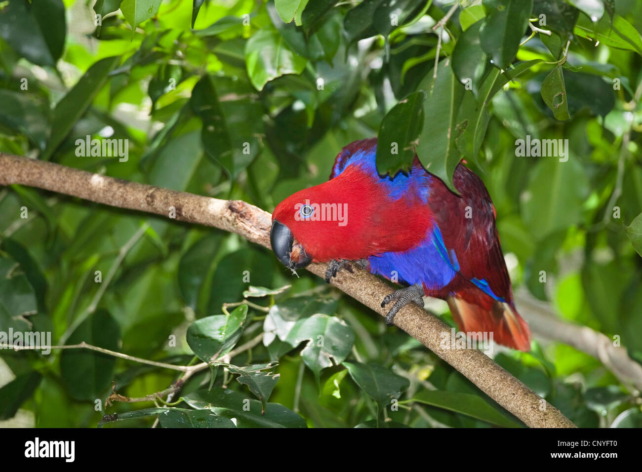 Eclectus roratus hi-res stock photography and images - Alamy