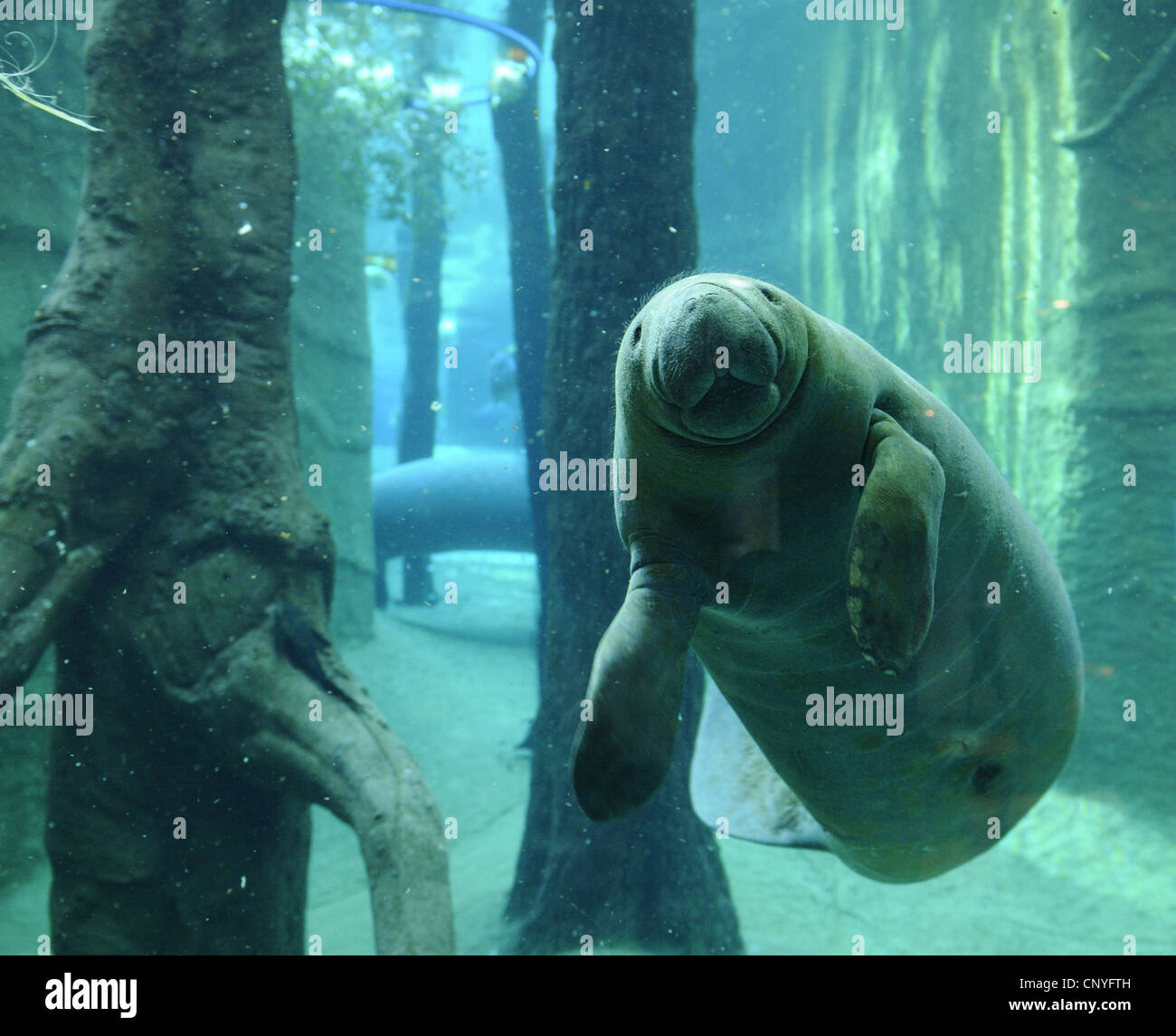 West Indian manatee, Florida manatee, Caribbean manatee, Antillean ...