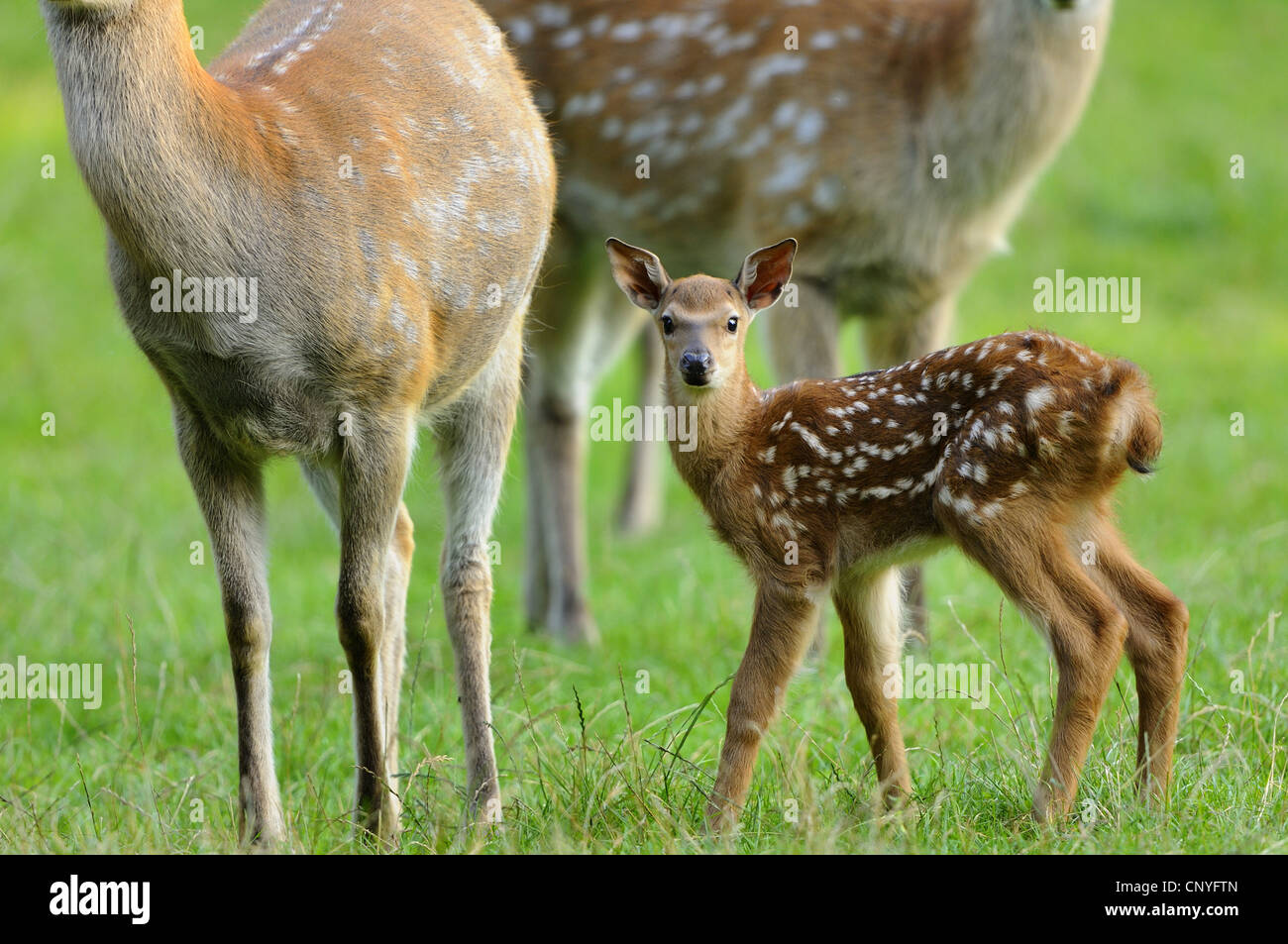 Sika deer cervus nippon hi-res stock photography and images - Alamy