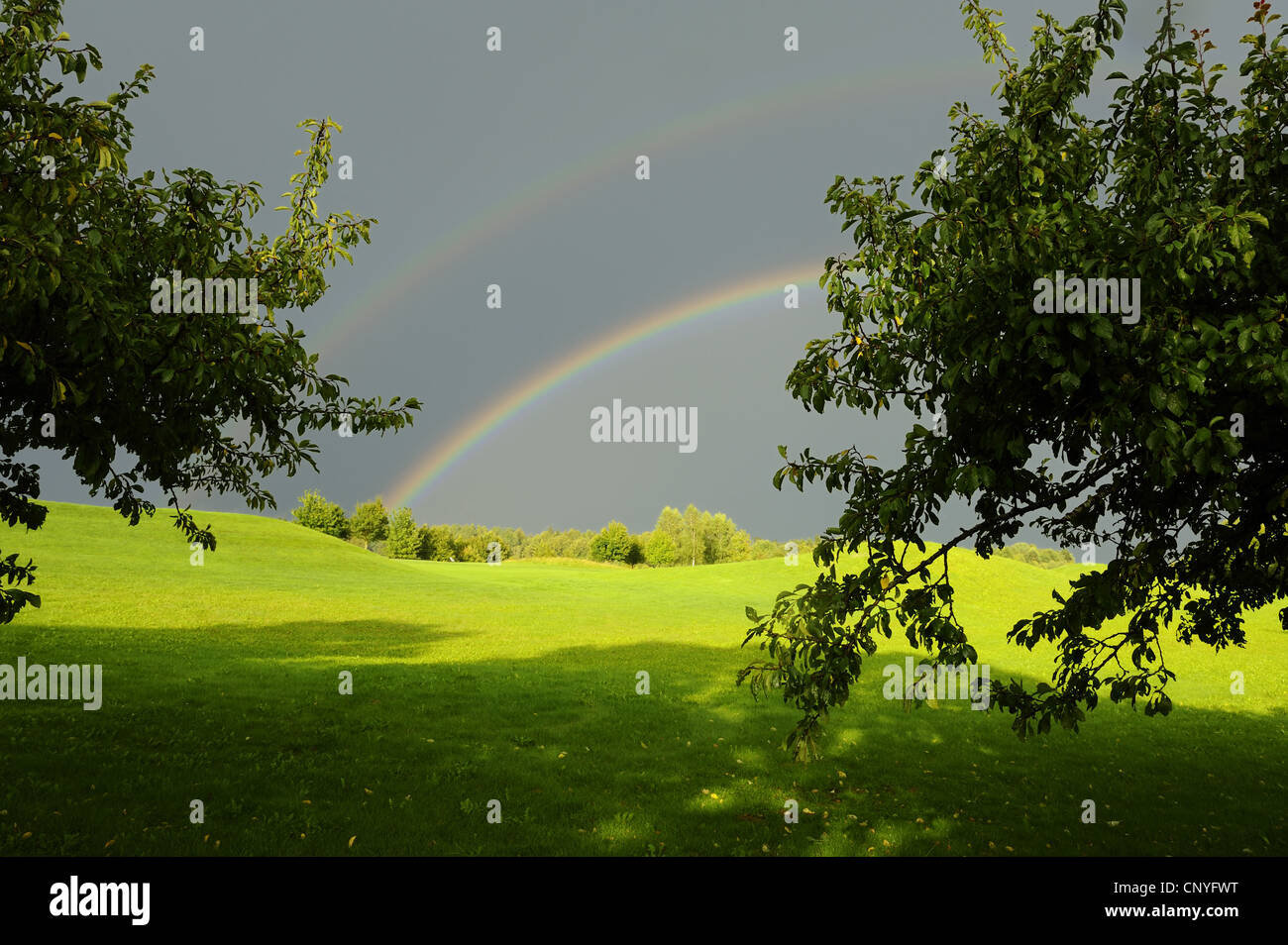 Tree refraction rainbow hi-res stock photography and images - Alamy