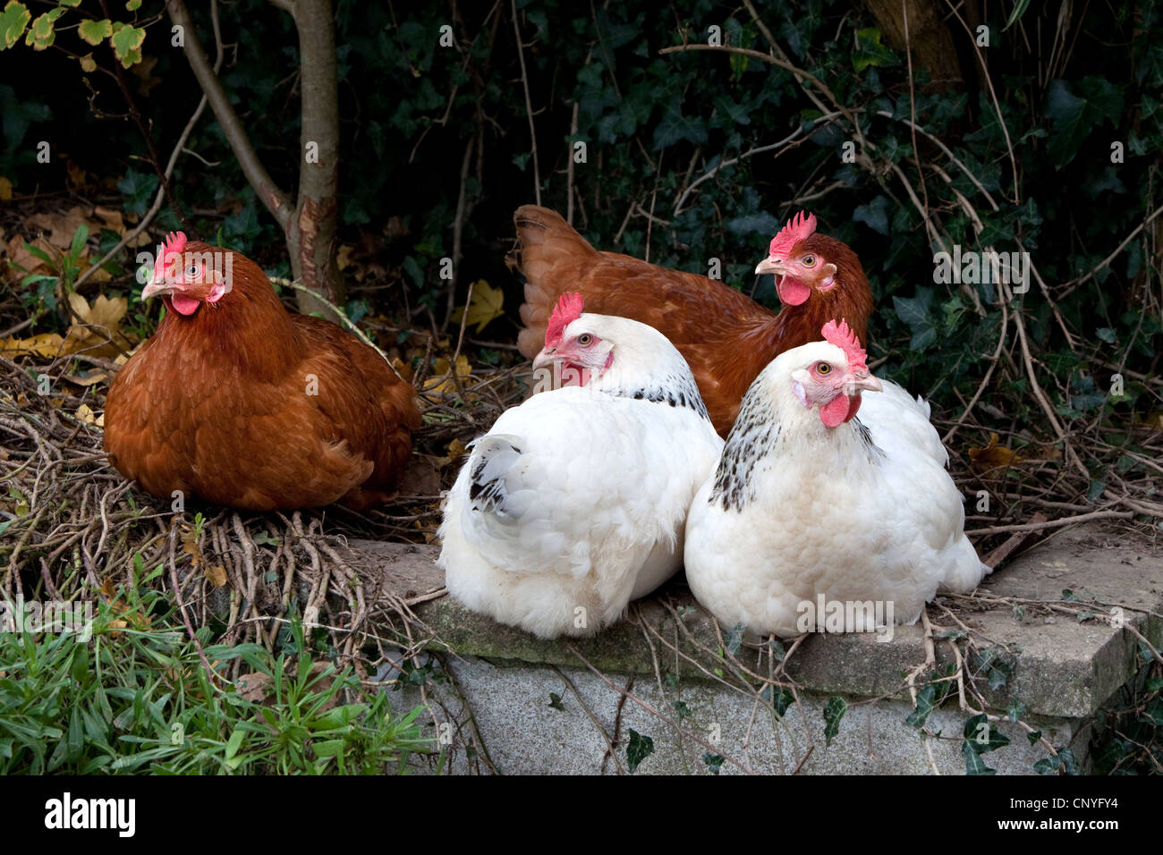 Freerange hens hi-res stock photography and images - Alamy