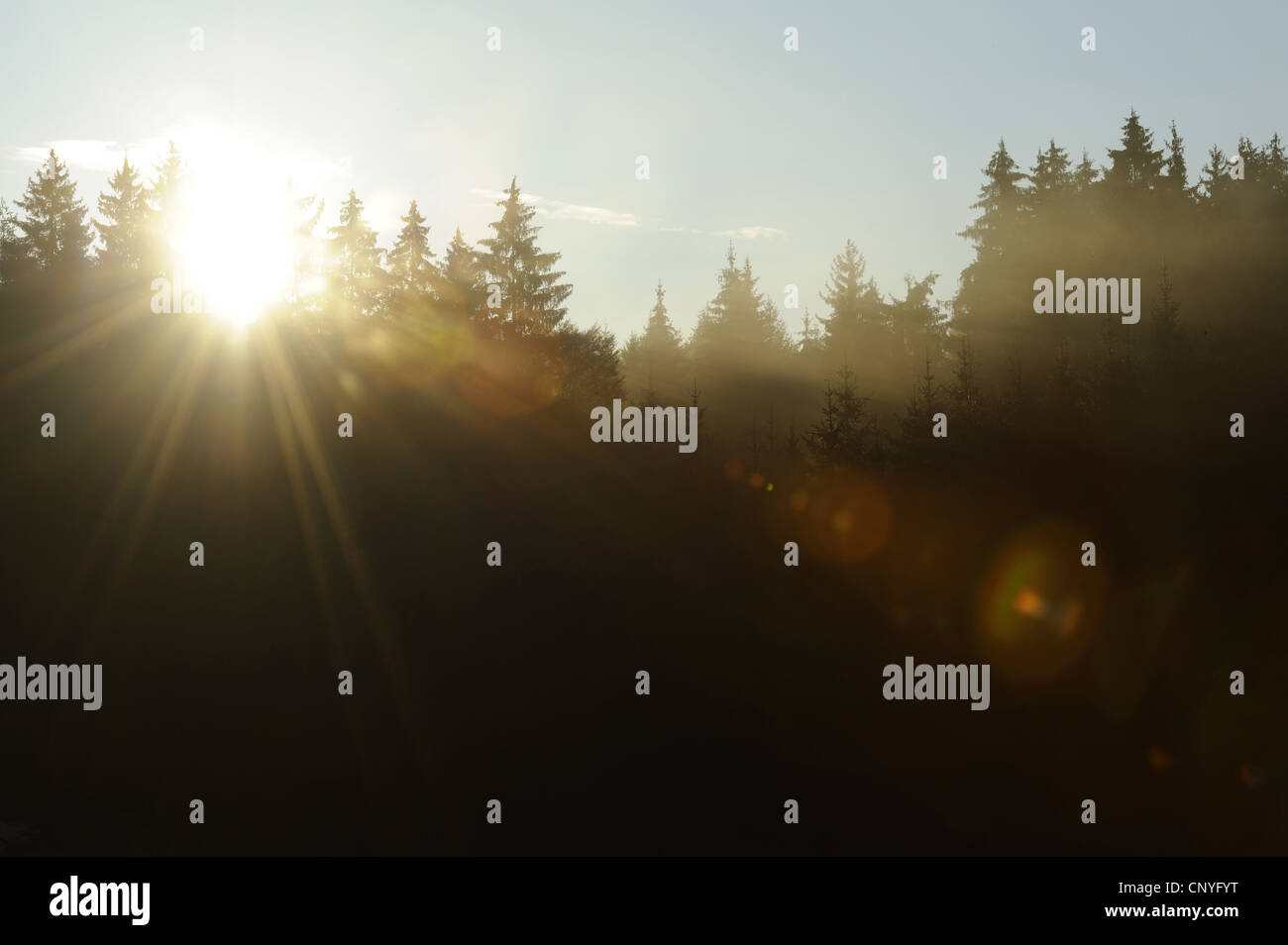 Sun over forest hi-res stock photography and images - Alamy