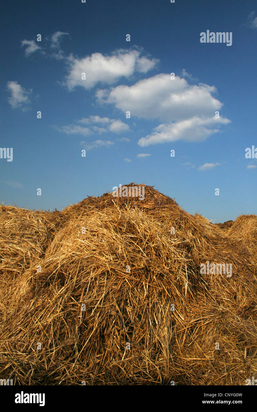 old straw as fertilizer on a field, Germany, North Rhine-Westphalia ...