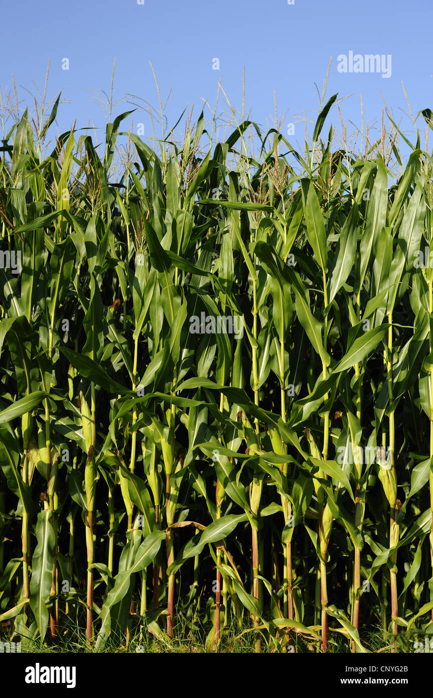 Indian corn, maize (Zea mays), maize field, Germany, Bavaria Stock ...