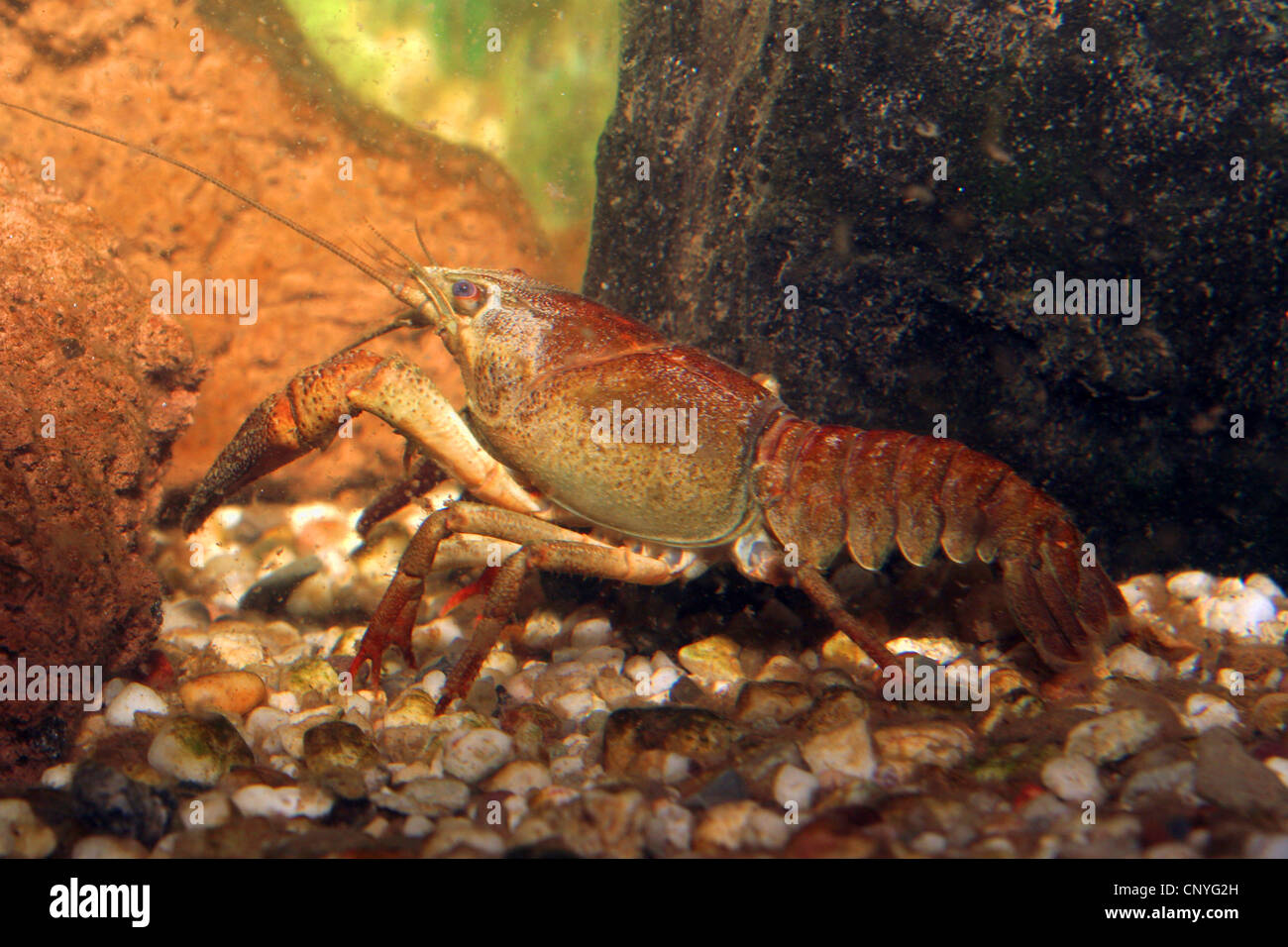 noble crayfish (Astacus astacus), under water, Germany Stock Photo - Alamy